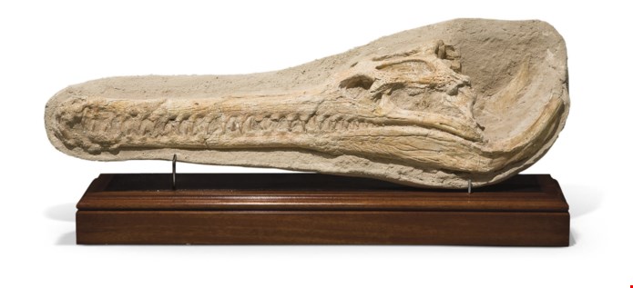 CROCODILE DYROSAURUS PHOSPHATICUS , CÉNOZOÏQUE, EOCÈNE, YPRÉSIEN (55-49 ...