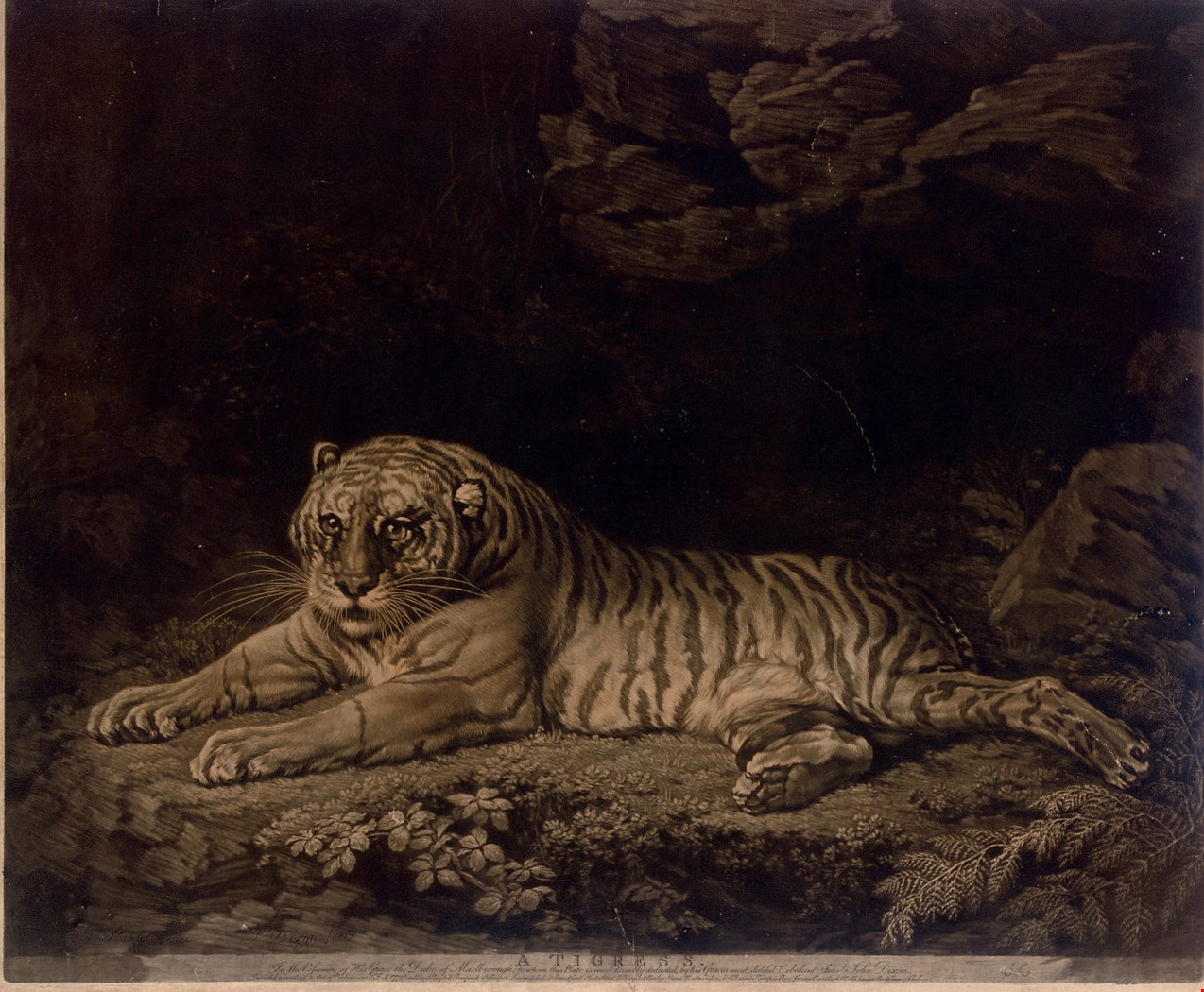 John Dixon (1740-1801) after George Stubbs , A Tigress | Christie's