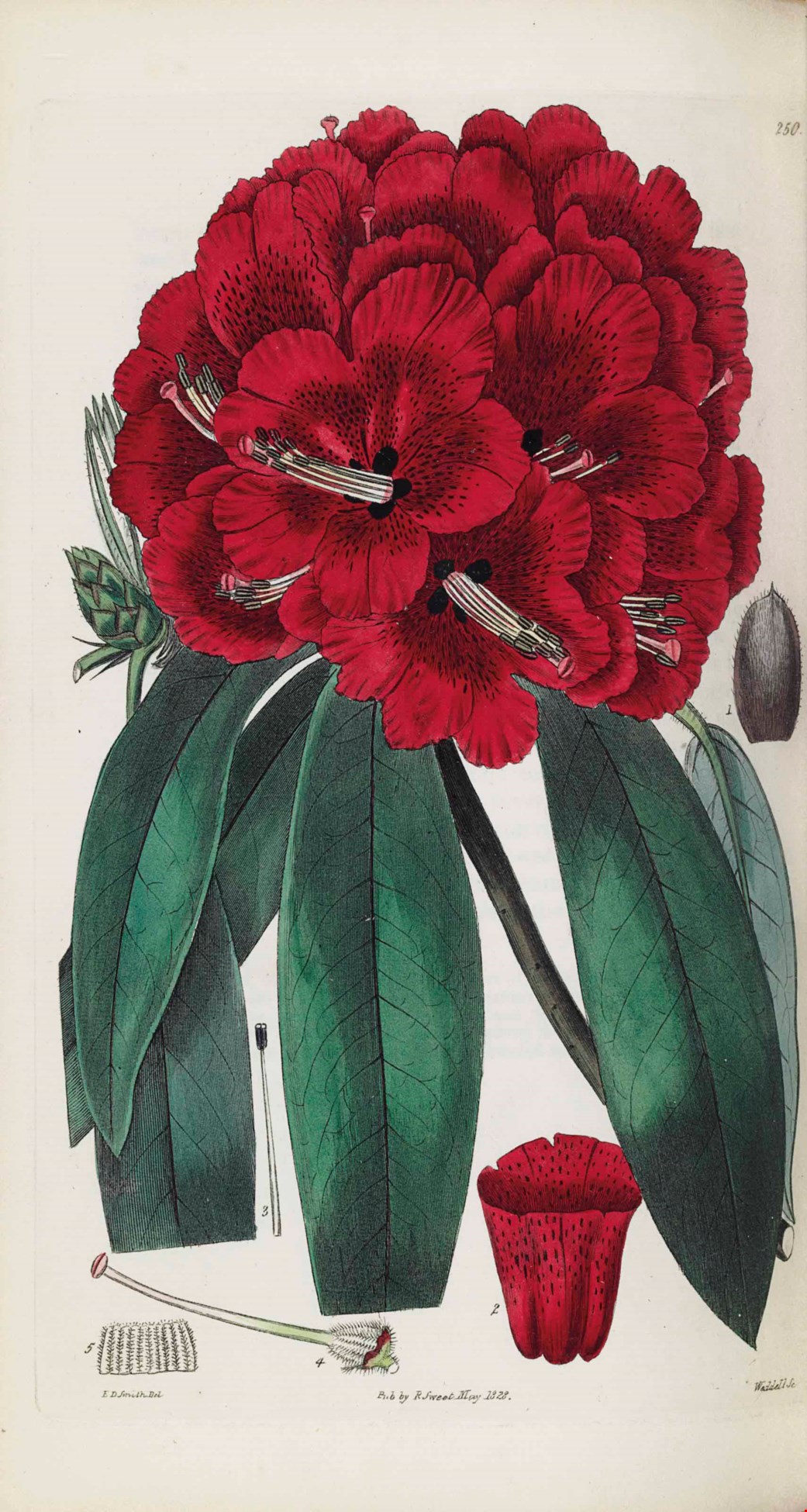 SWEET, Robert (1783-1835). The British Flower Garden [First series ...