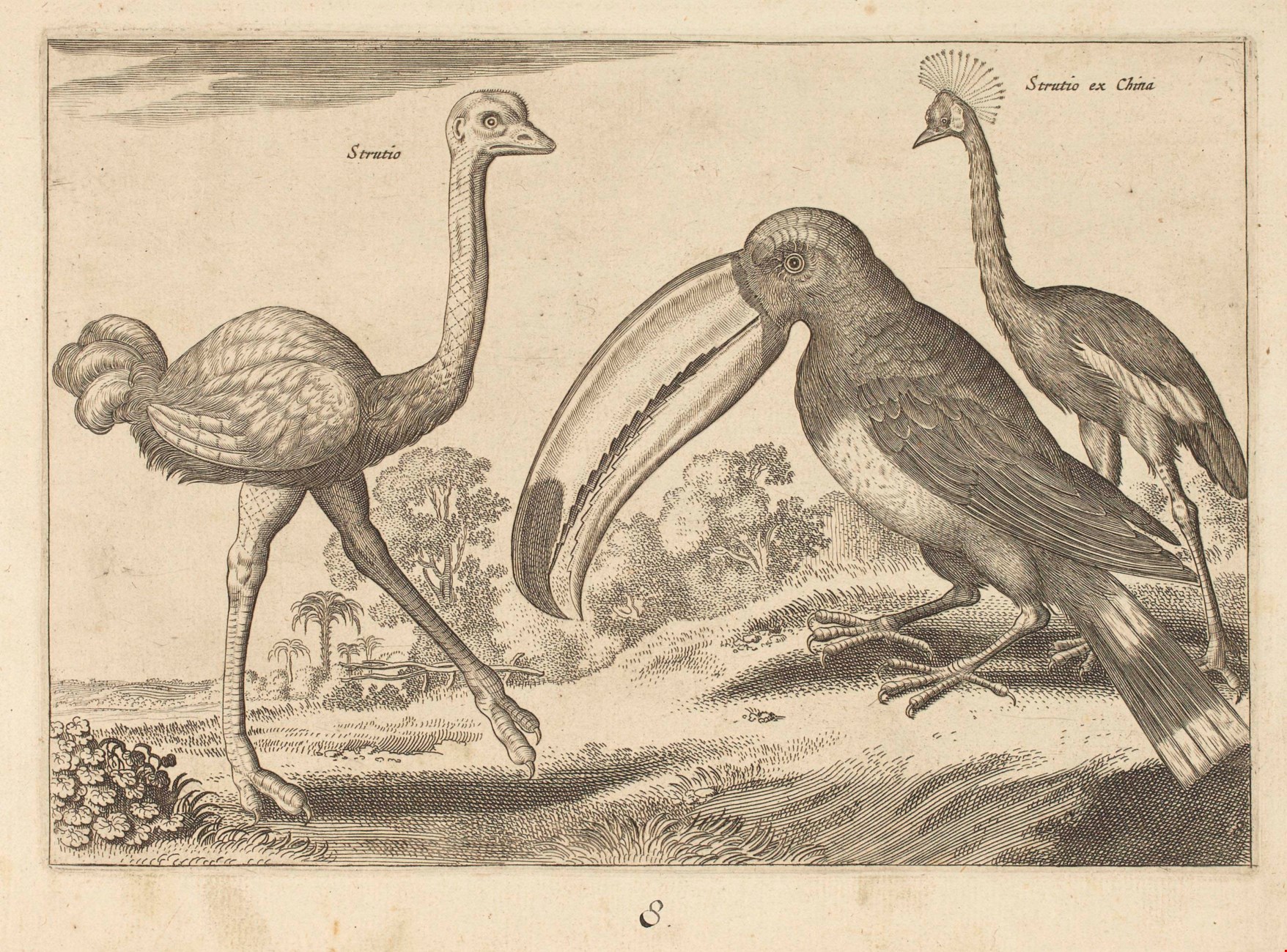 COLLAERT, Adriaen (1560-1618). Avium Vivae icones. Amsterdam : de Wit ...