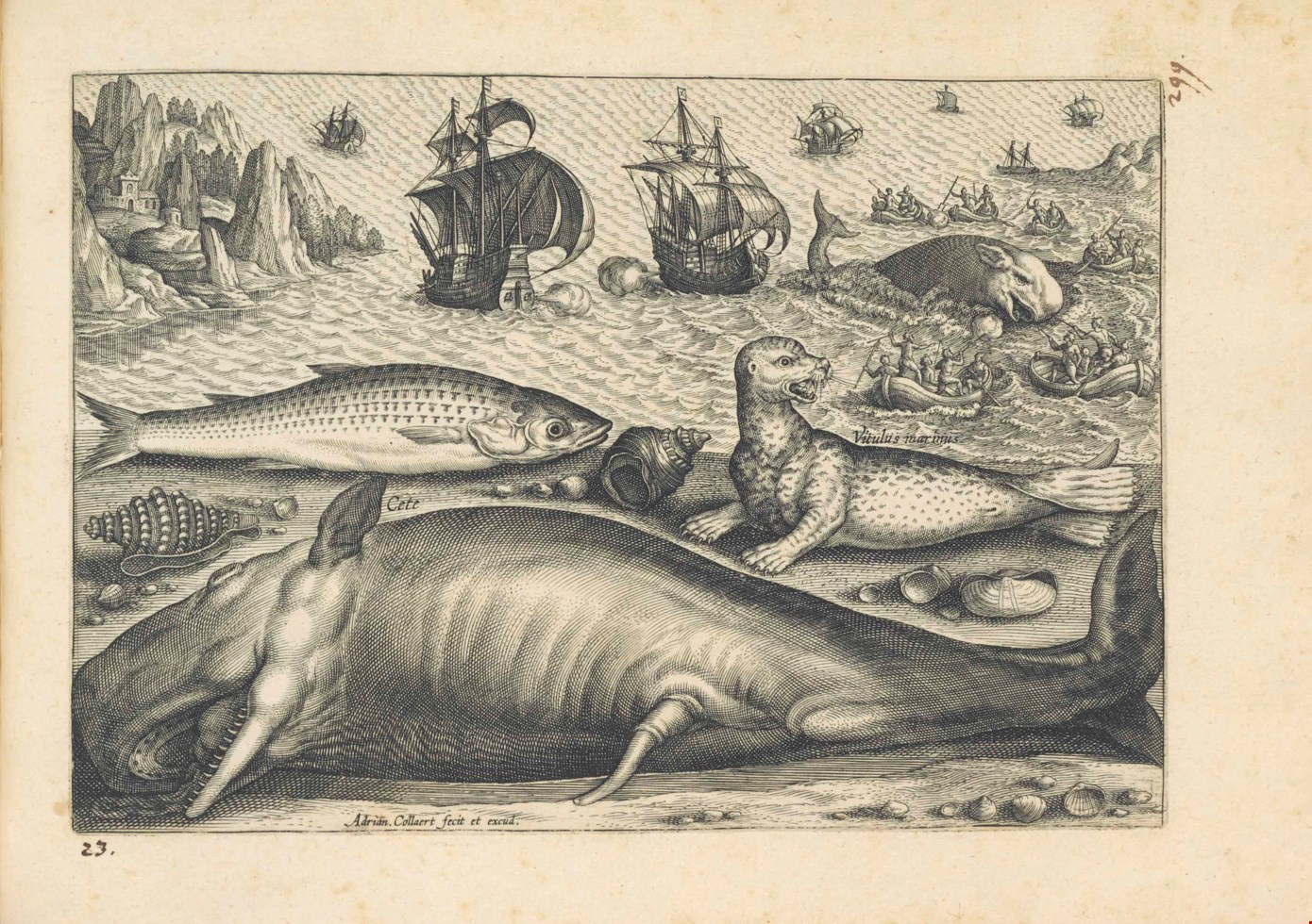 COLLAERT, Adrian (1560-1618). Piscium vivae icones. [Antwerp: s.n., c ...