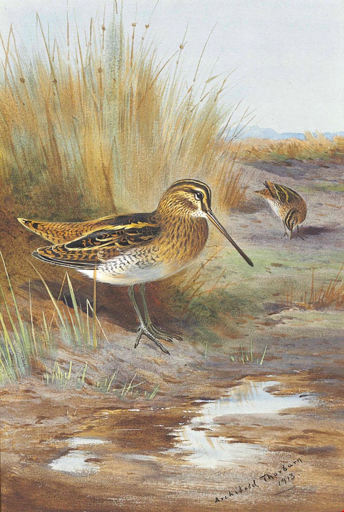 Archibald Thorburn (1860-1935)