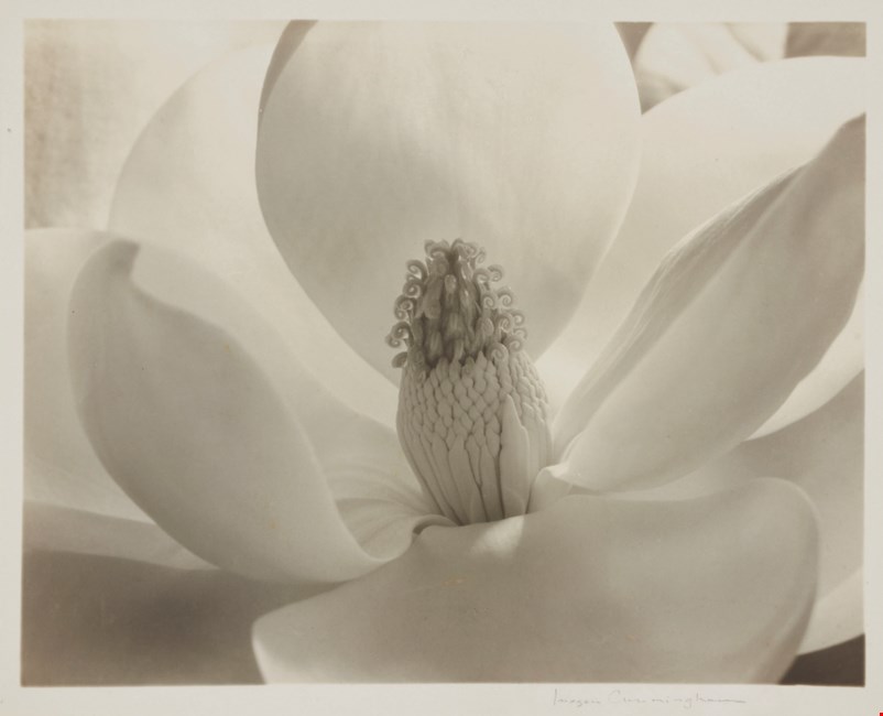 IMOGEN CUNNINGHAM (1883–1976)