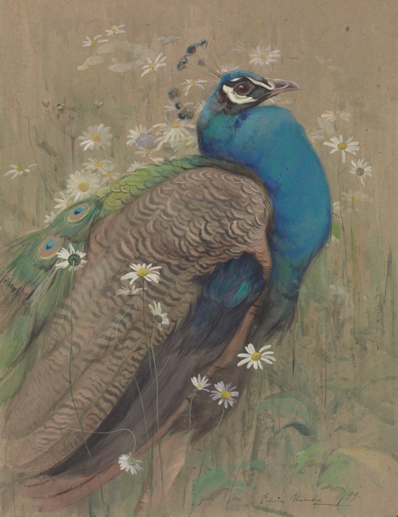 Edwin John Alexander (1870-1926), A peacock and marguerites | Christie's